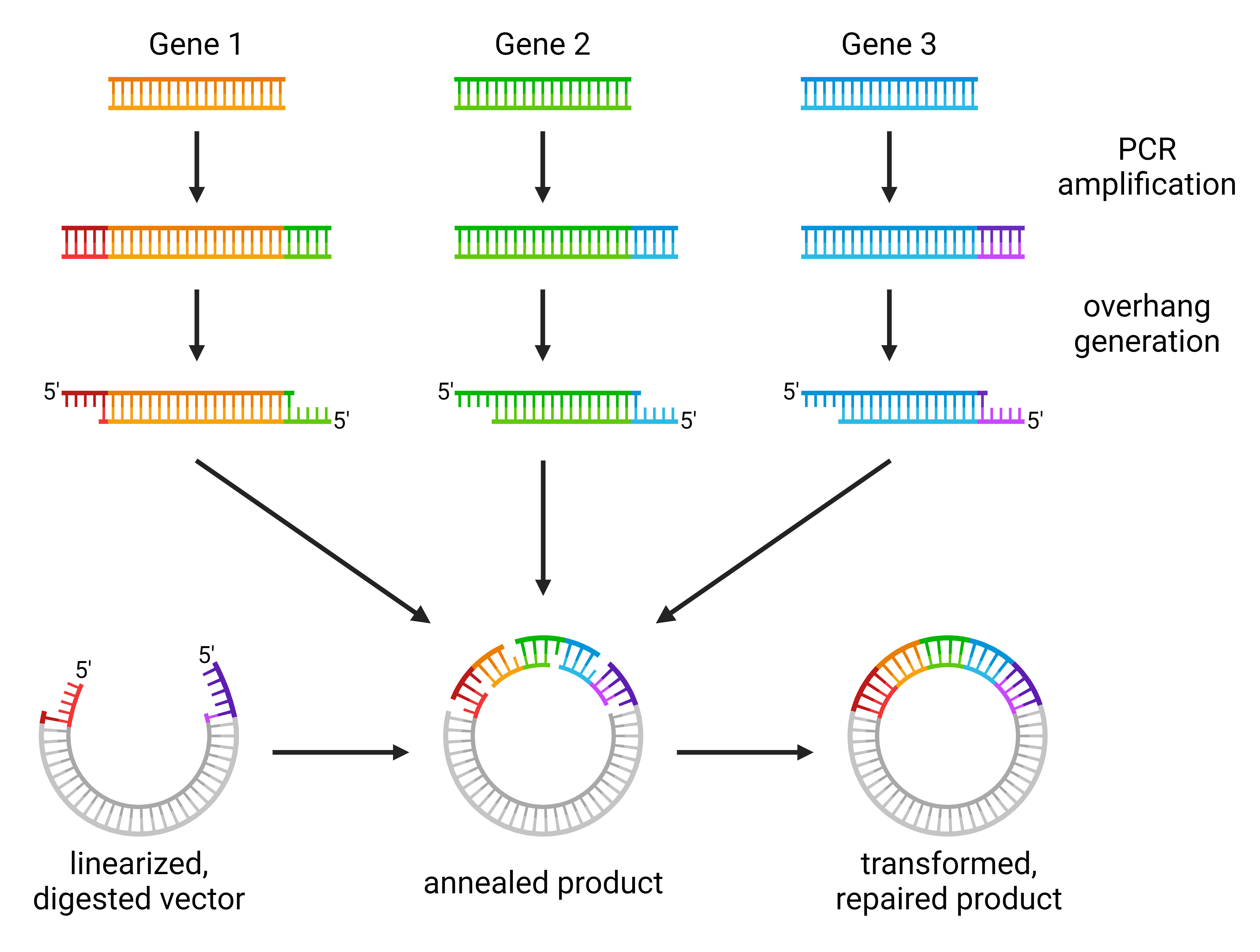 Addgene Blog: A Better Way to Share Science | Plasmids 101
